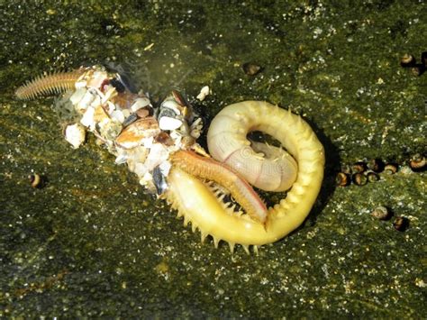 Rag Worm And Spaghetti Worm Stock Image Image Of Segmented