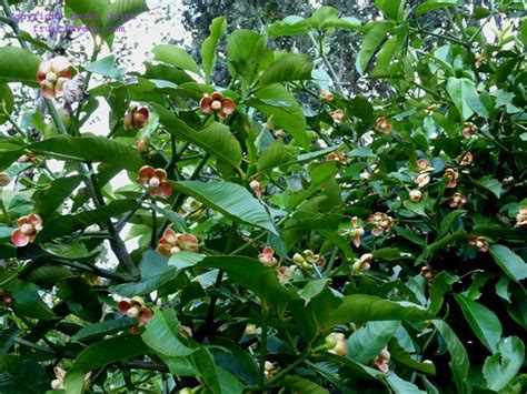 Mangosteen Tree Flower At Tristan Wilkin Blog