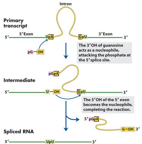 8 5 Biological Functions Of Rna Bs1005 Cm1051 Biochemistry I