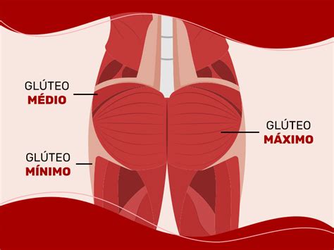 Anatomia Dos Musculos Gluteos Músculos De La Región Glútea Y De La
