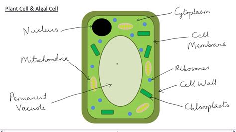 Elodea Leaf Cells