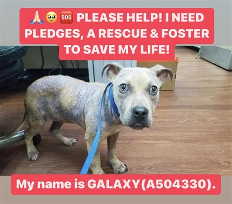 511 Best Service Option Images On Pholder Petsforadoptionin Fl