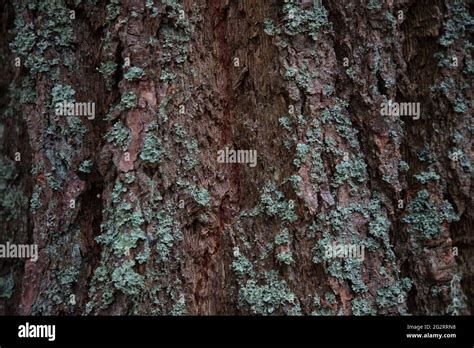 Tree Bark Detail Shot Stock Photo Alamy