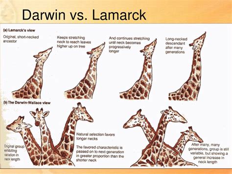 Natural Selection Darwin S Theory Evolution At Jamie Spinelli Blog
