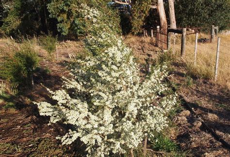Leptospermum Polygalifolium Subsp Cismontaum Era Nurseries