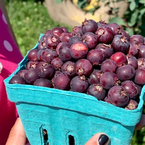Red House Garden Juneberries