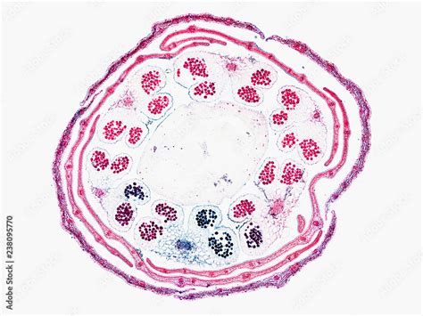 Brassica Oleracea Cabbage Flower Bud Cross Section Cut Under The