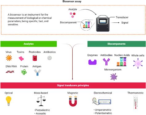 Schematic Of Biosensor Components Including Bioreceptor Transducer And
