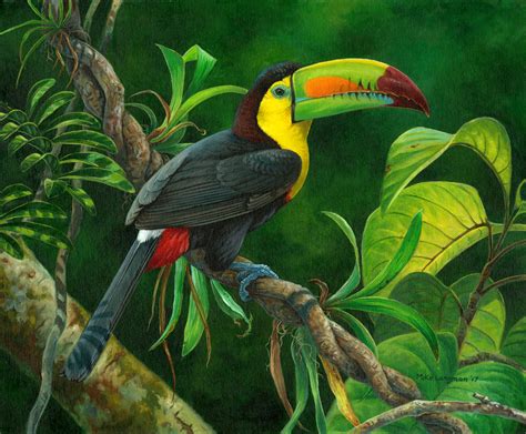 Keel Billed Toucan Drawing Beak Keel Billed Toucan Drawing