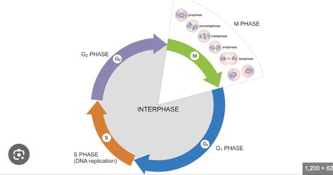 Phases Of Cell Cycle Flashcards Quizlet