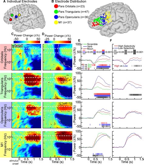 Controlled Retrieval And Domain Specific Parallel Connectivity In The Left Inferior Frontal