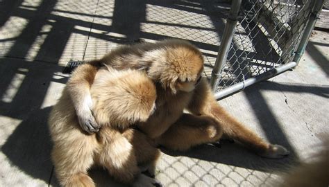 American Primate Educational Sanctuary 2025 All You Need To Know