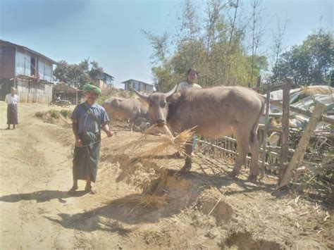 second batch handover distribution of cattle and buffalo mae fah