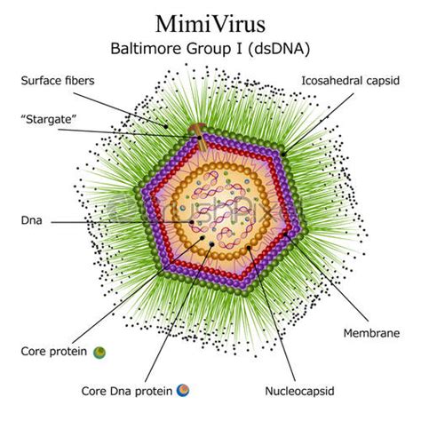 Diagram Of Herpes Simplex Virus Particle Structure Stock Vector 1963620 Crushpixel