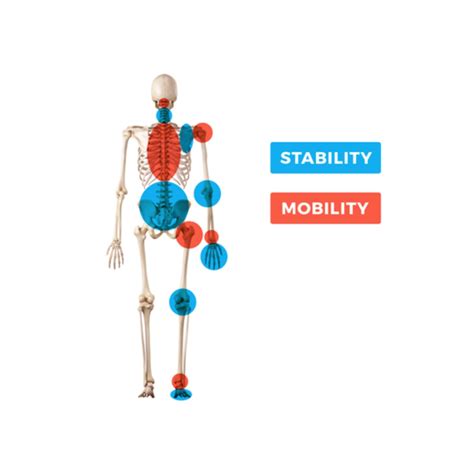 Selective Functional Movement Assessment Sfma