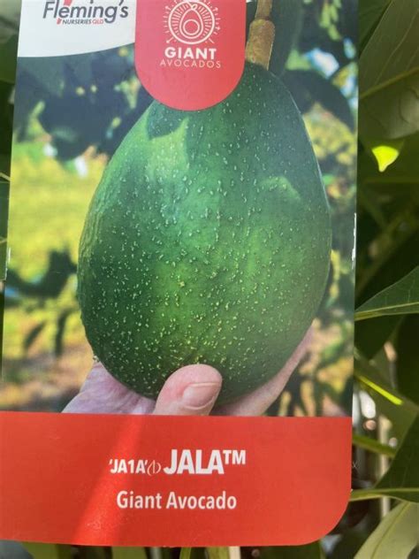 Avocado Tree Jala B Lakeside Plants And Nursery