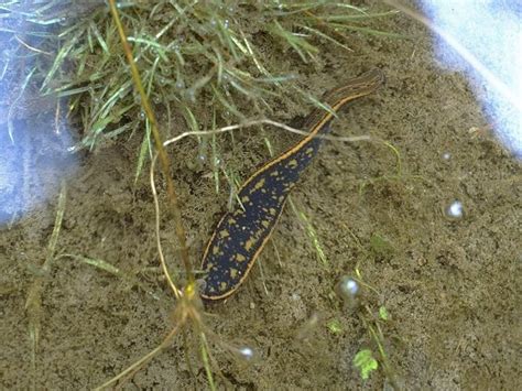 Medicinal Leech Species On The Edge Wildlife And Habitat Conservation