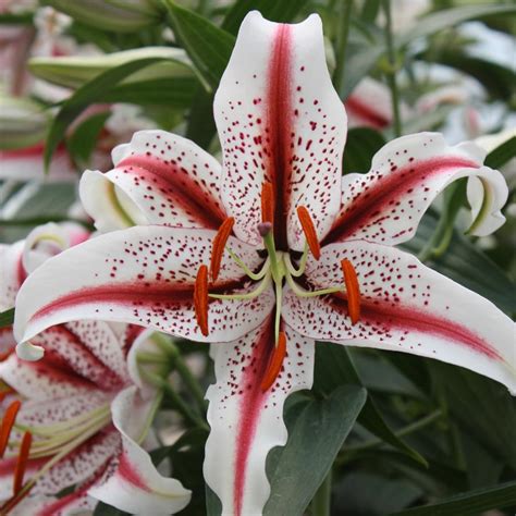 Lilium Dizzy Oriental Lily From Hoffie Nursery