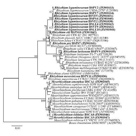 Maximum Likelihood Phylogenetic Tree Based On Partial 16s Rrna Gene
