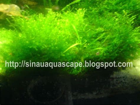 Menanam Java Dan Peacock Moss ~ Simple Aquascape