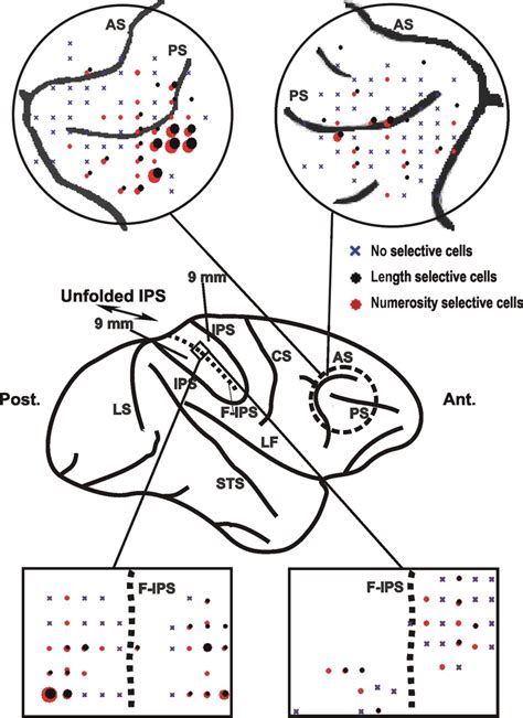 Location Of Recording Sites In The Prefrontal And Parietal Cortices Of Download Scientific