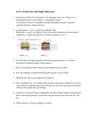 Lab Prokaryotes And Simple Eukaryotes Docx Lab Prokaryotes And Simple Eukaryotes Using
