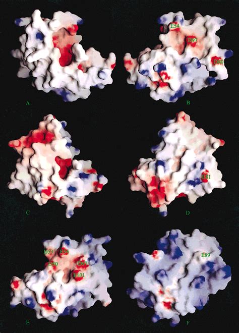 Electrostatic Surface Potentials Of Pla 2 Enzymes Grasp Surfaces Are
