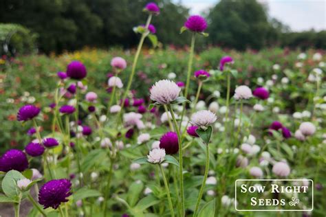Grow Beautiful Gomphrena Proven Steps To Success From Seed Sow Right
