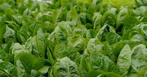 Malabar Spinach Growing And Care Guide The Garden Magazine