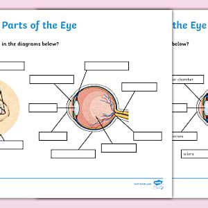 Label Parts Of The Eye Worksheet Sense Of Sight