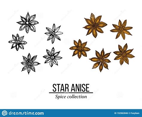 Colecci N De La Especia Mano Del An S De Estrella Dibujada Ilustraci N Del Vector Ilustraci N