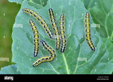 Cabbage White Butterfly Pieris Brassicae Caterpillars Feeding On A