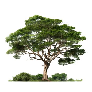 Isolated Tree Png Tree Bark Green PNG Transparent Image And Clipart For Free Download