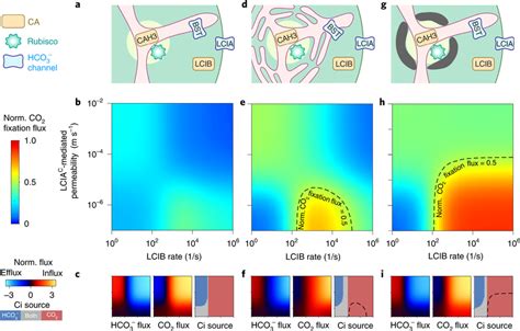 Barriers To Co2 Diffusion Out Of The Pyrenoid Matrix Enable An Download Scientific Diagram