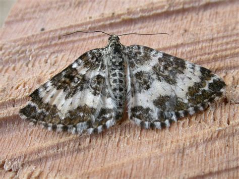 70060 Small Argent And Sable Epirrhoe Tristata Dumfries And Galloway Moths