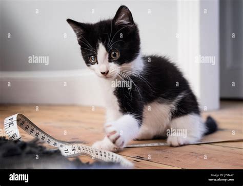 A 11 Week Old Kitten Plays With A Measuring Tape In A Modern Living