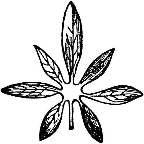 Pedate Leaf Clipart Etc