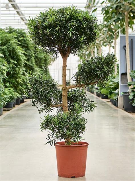 Podocarpus Macrophyllus — Plant Wholesale Floraccess