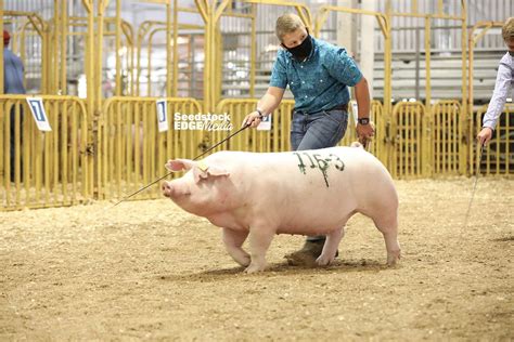 2020 The Midwestern Landrace Show National Swine Registry
