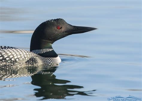 Portrait Of A Common Loon In Breeding Plumage Mia Mcphersons On The