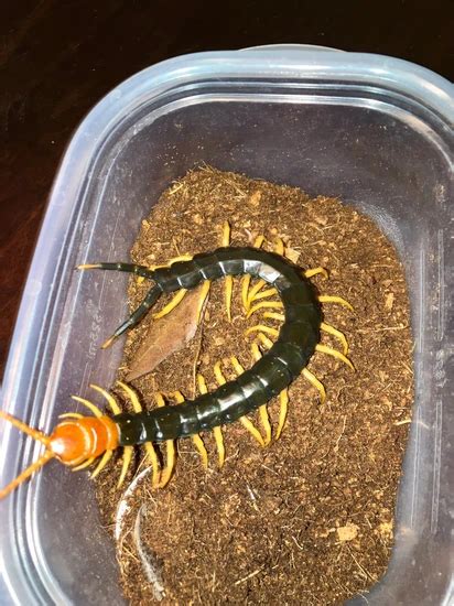 Giant Texas Redheaded Centipede Green Morph Scolopendra Heros