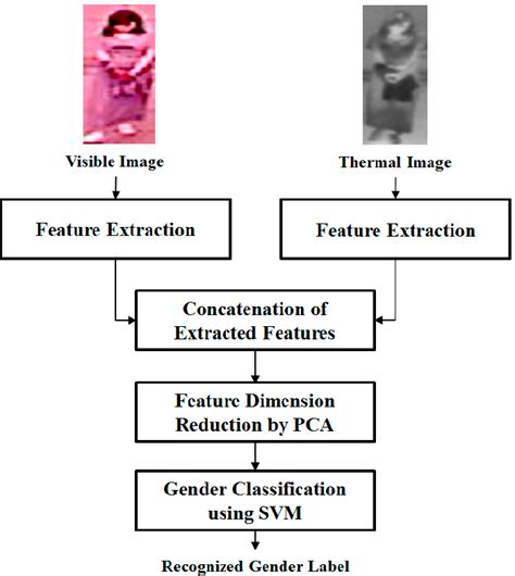 Figure 3 From Body Based Gender Recognition Using Images From Visible And Thermal Cameras