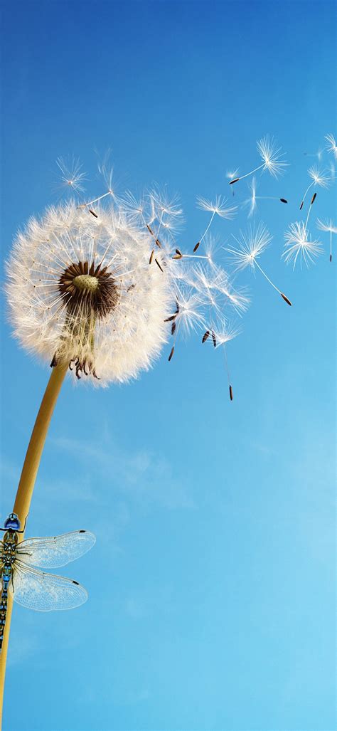 Dandelion Seed Wallpaper