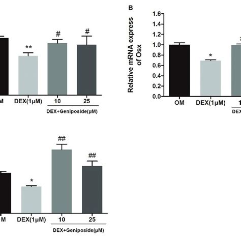 geniposide increased the expression of opn runx2 and osx mrna in