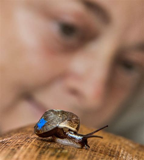 Sex Life Of Snails Captive Breeding Program Helps Save Near Extinct