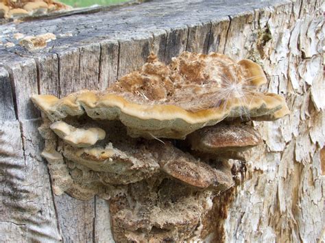 Sulcacis Bidentulus Insektarium