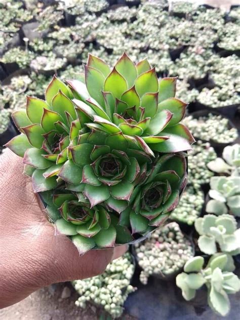 Golden Luck Succulent Plant Sempervivum Tectorum Bhimtal Nursery