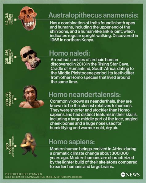 Early Humans Timeline Illustrated Timeline Of Early Humans Timetoast