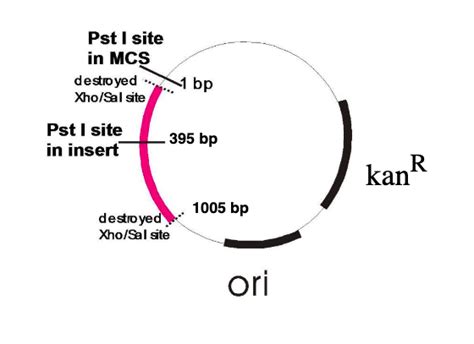solved predict the size of the smallest dna fragment band