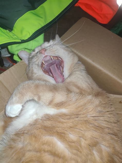 Timmy Happy Flashback Friday The Time The Human Got A Package And It Was The Perfect Size For